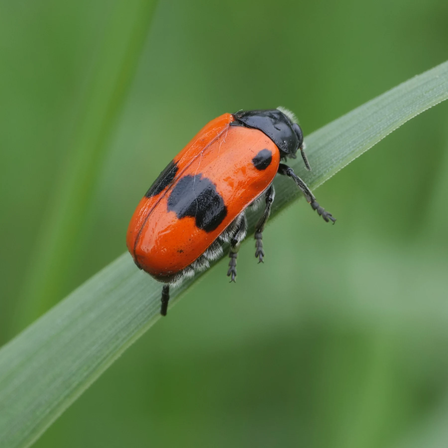 Clytre des Saules (Clytra laeviuscula)