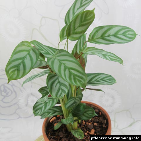 Calathea bella « Network