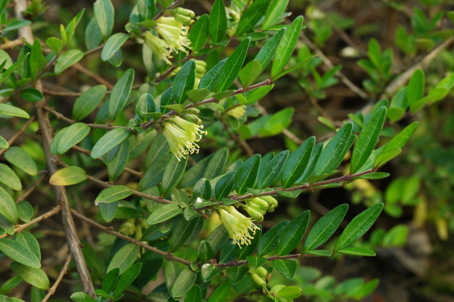 Lonicera ligustrina var. pileata