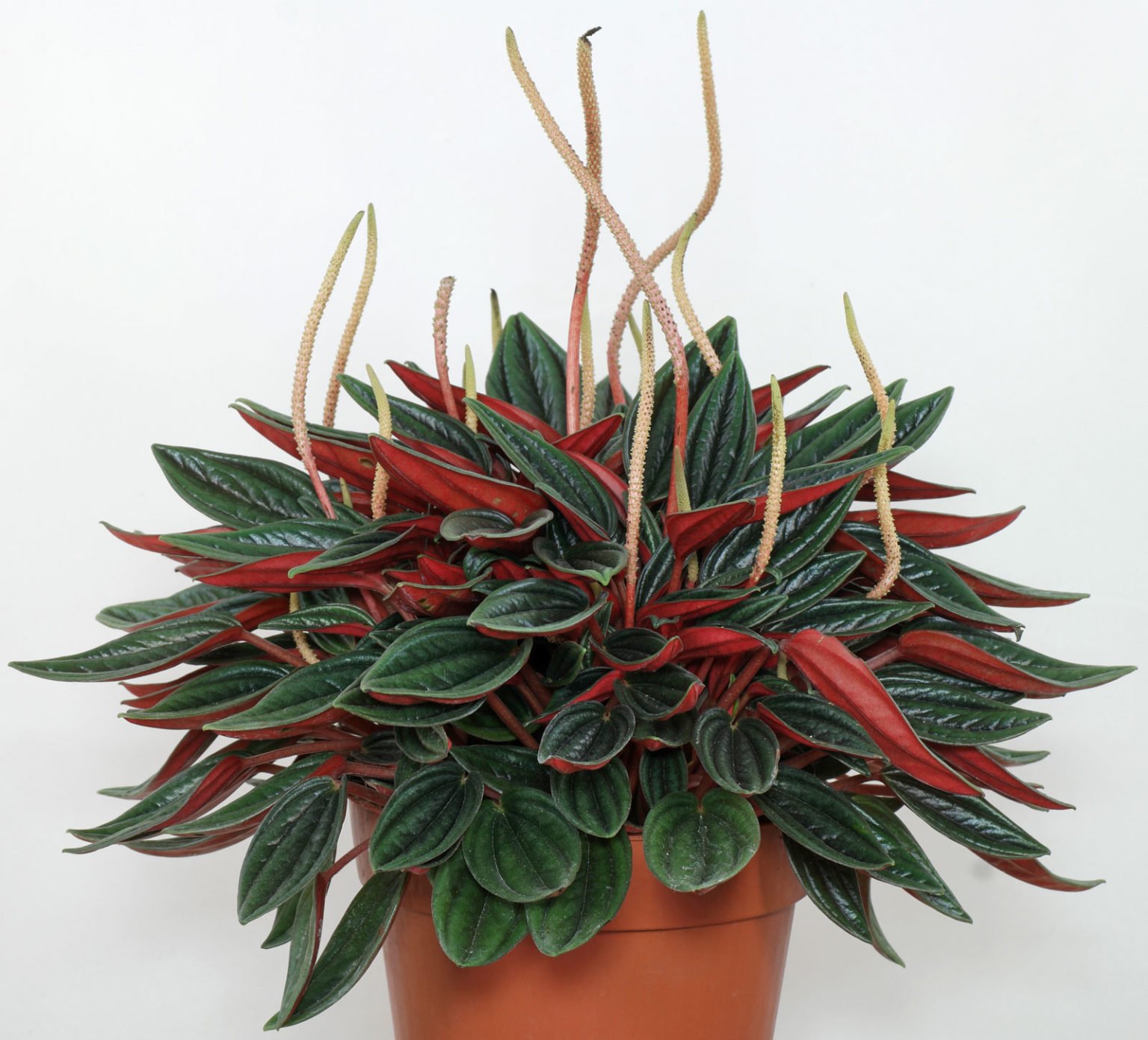 Peperomia caperata "Rosso"